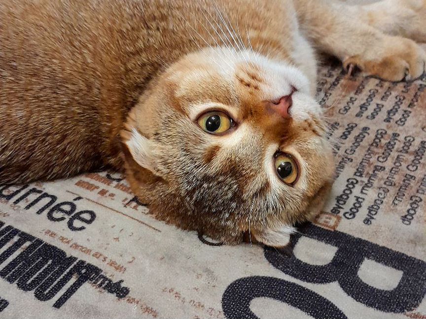 Вязка с кошечкой Золотая шиншилла
