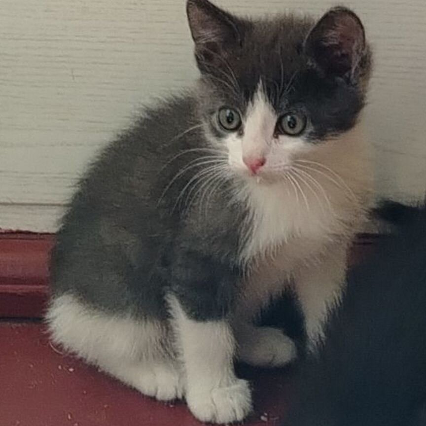 Котята мальчики 2 месяца