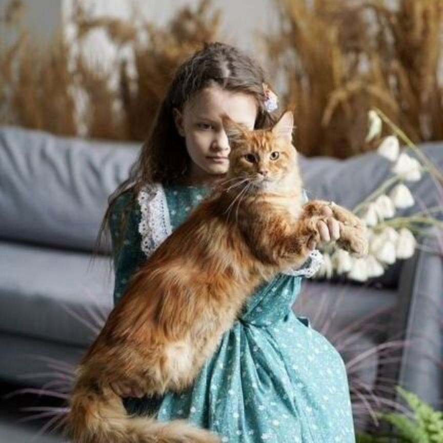 Молодая кошечка Мейн-кун