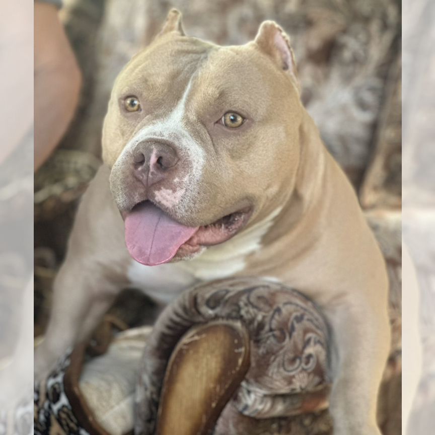 Американский булли, взрослый пёс