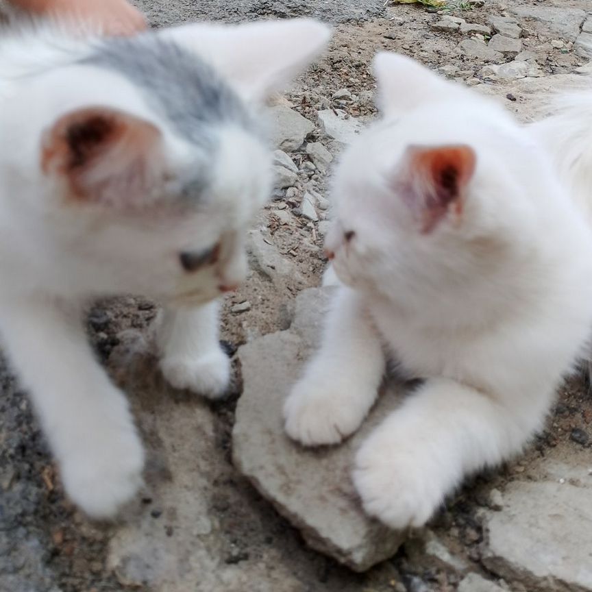 Котята