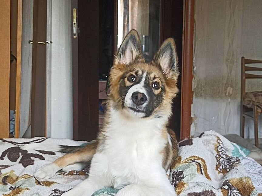 Щеночки в добрые руки