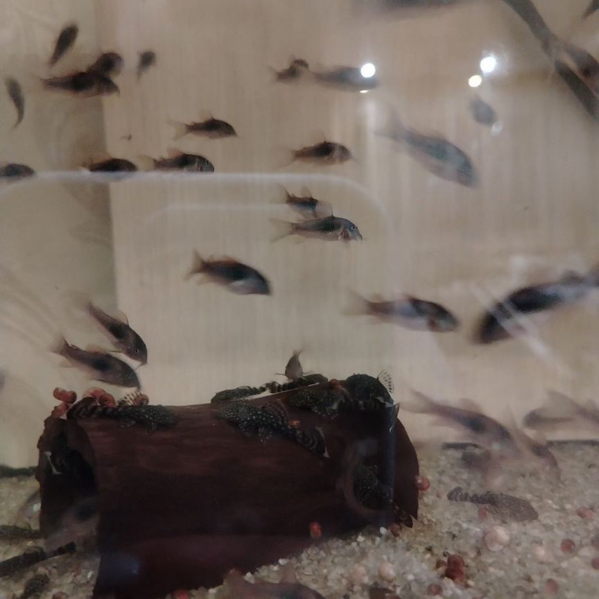 Аквариумные рыбки