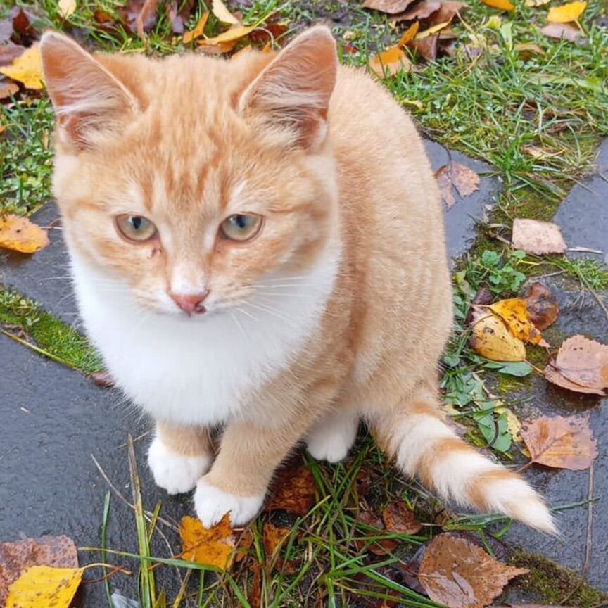 Котёнок в добрые руки