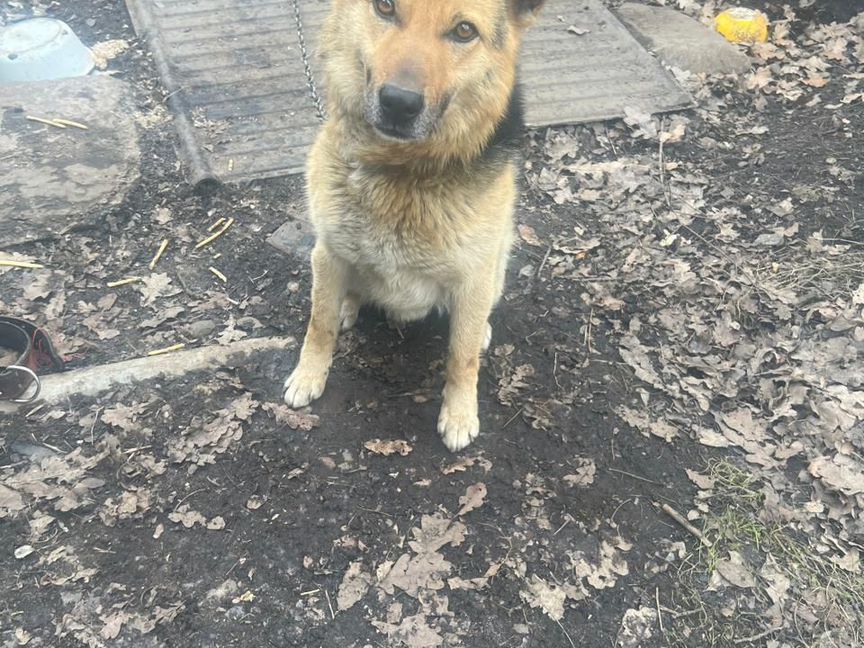 Собака ищет дом (охрана)