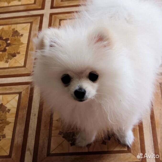 Продается щенок шпица