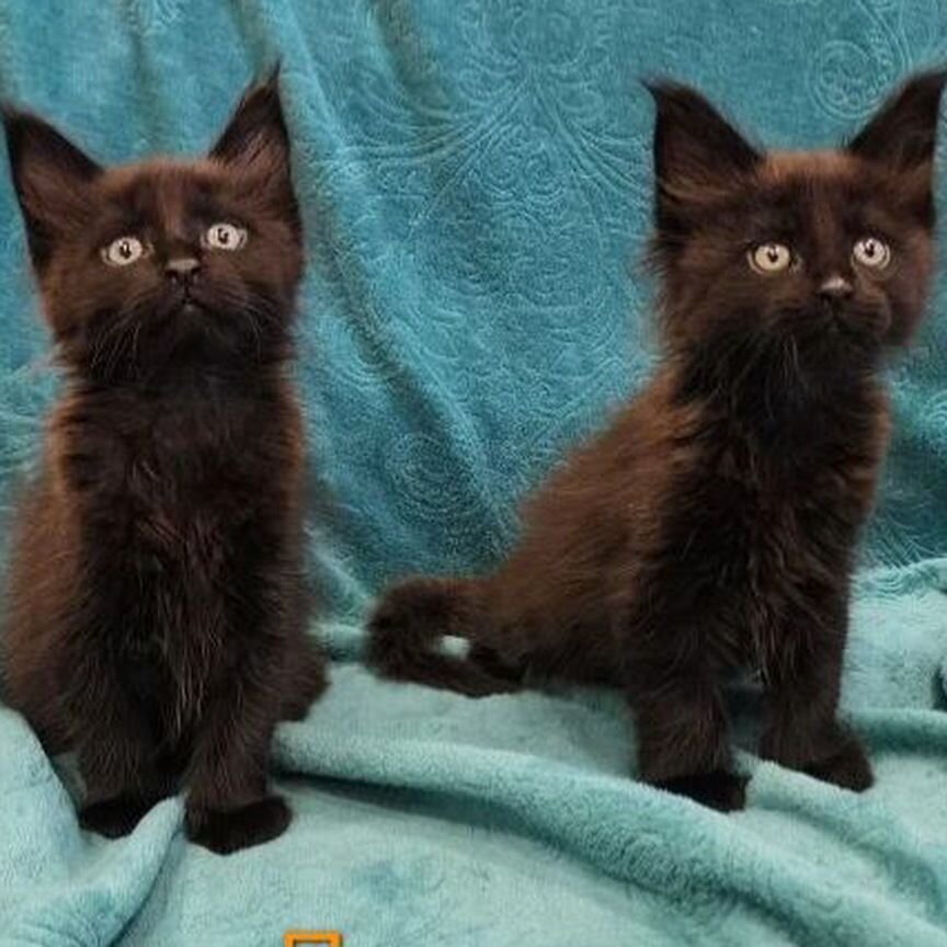 Мейн-кун котёнок