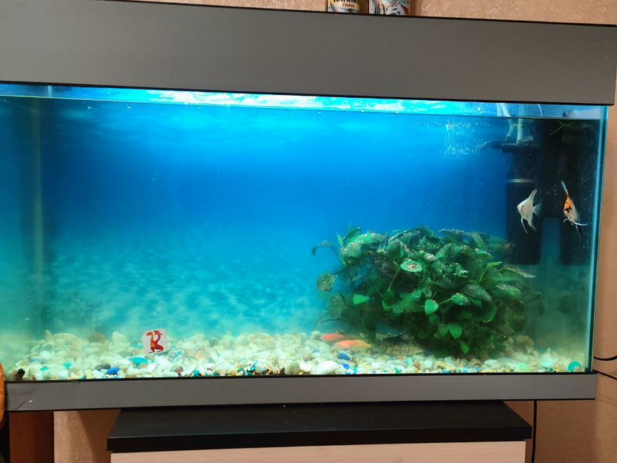 Аквариум с рыбками