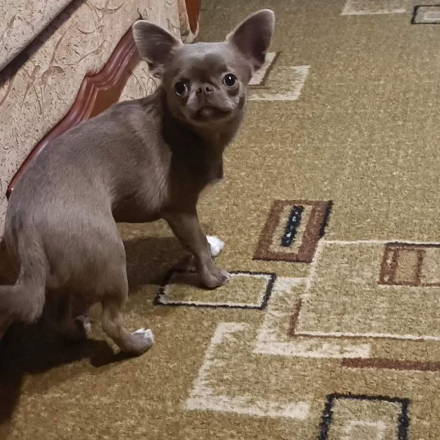 Чихуахуа, щенок