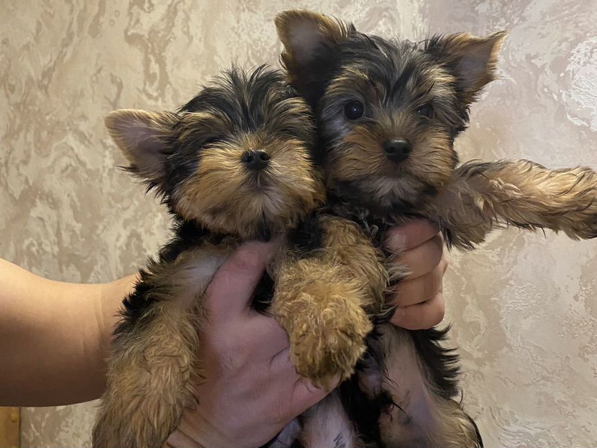 Йоркширский терьер