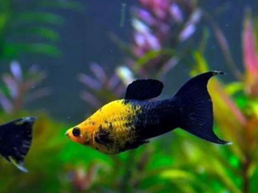 Моллинезия черно-желтая, живородящие рыбки
