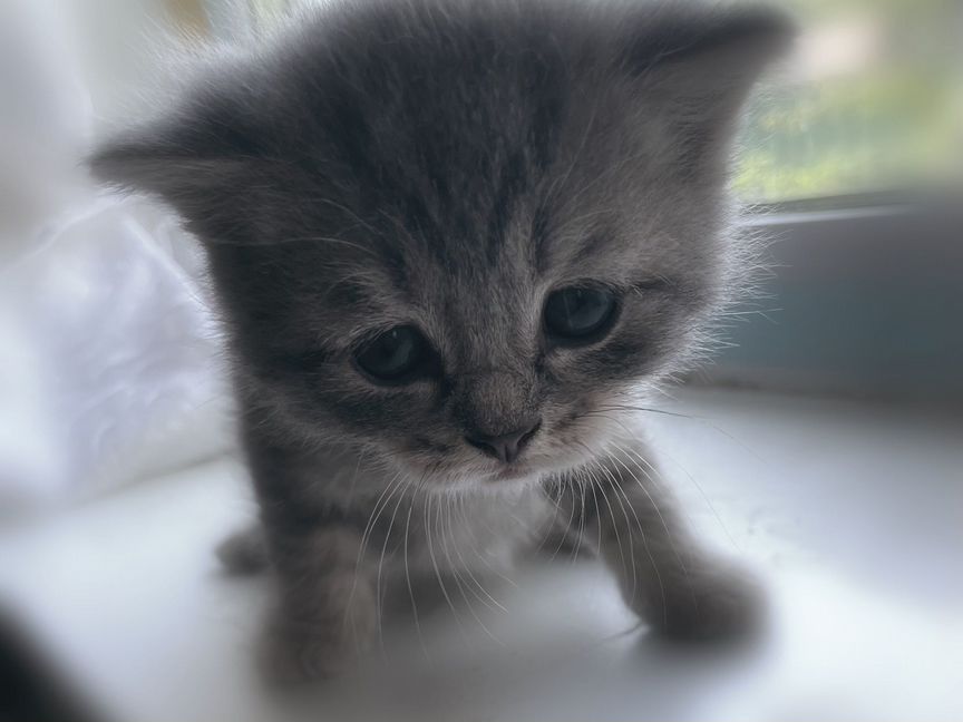 Шотландский вислоухий котенок