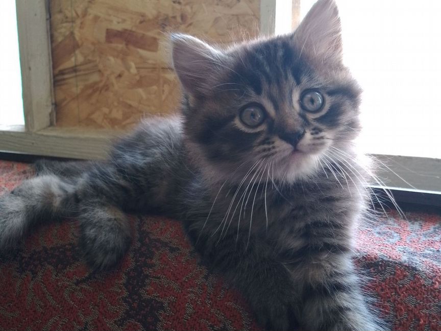 Кошка