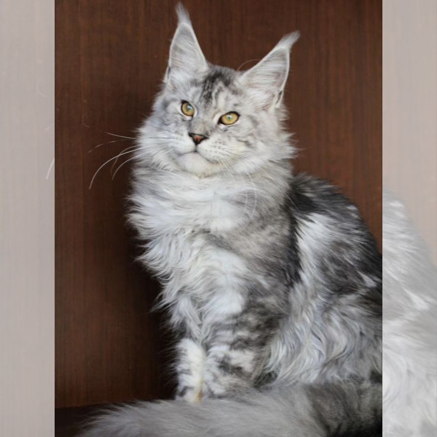 Мейн-кун котёнок