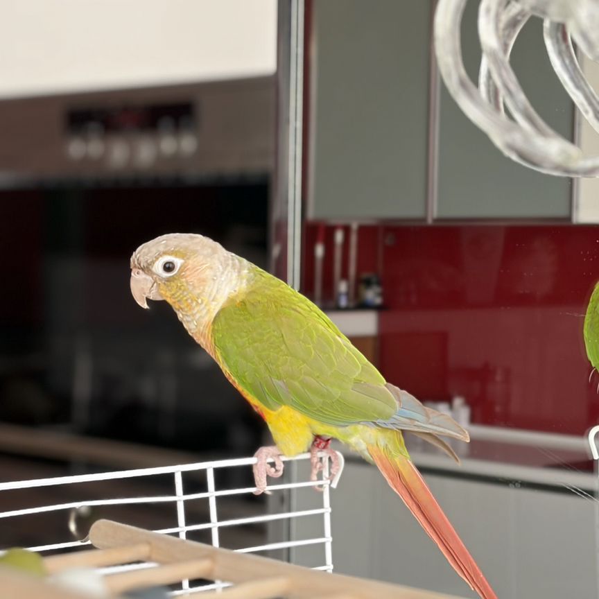 Попугай пиррура