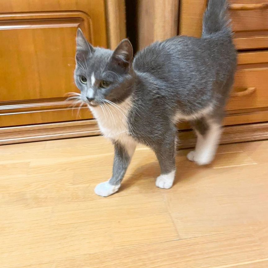 Котик в добрые руки с доставкой