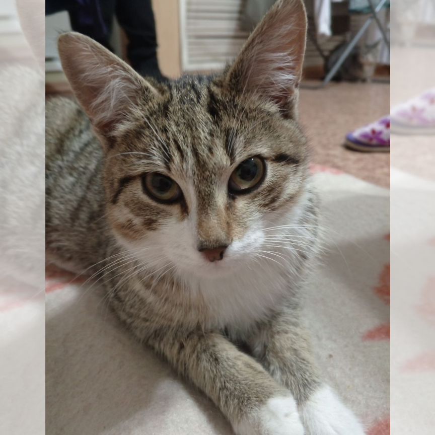 Котёнок в добрые руки
