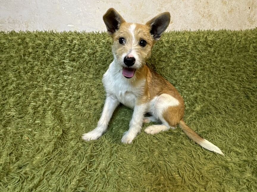 Щенок в добрые руки