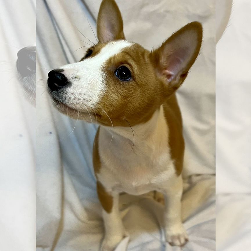 Басенджи, щенок