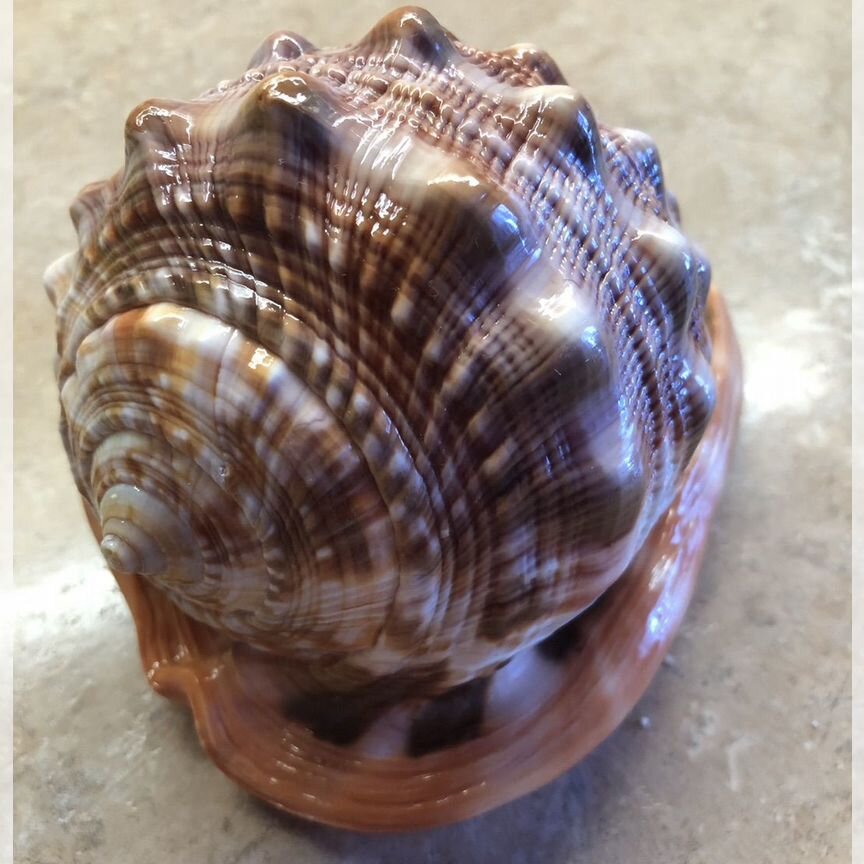 Ракушка морская большая