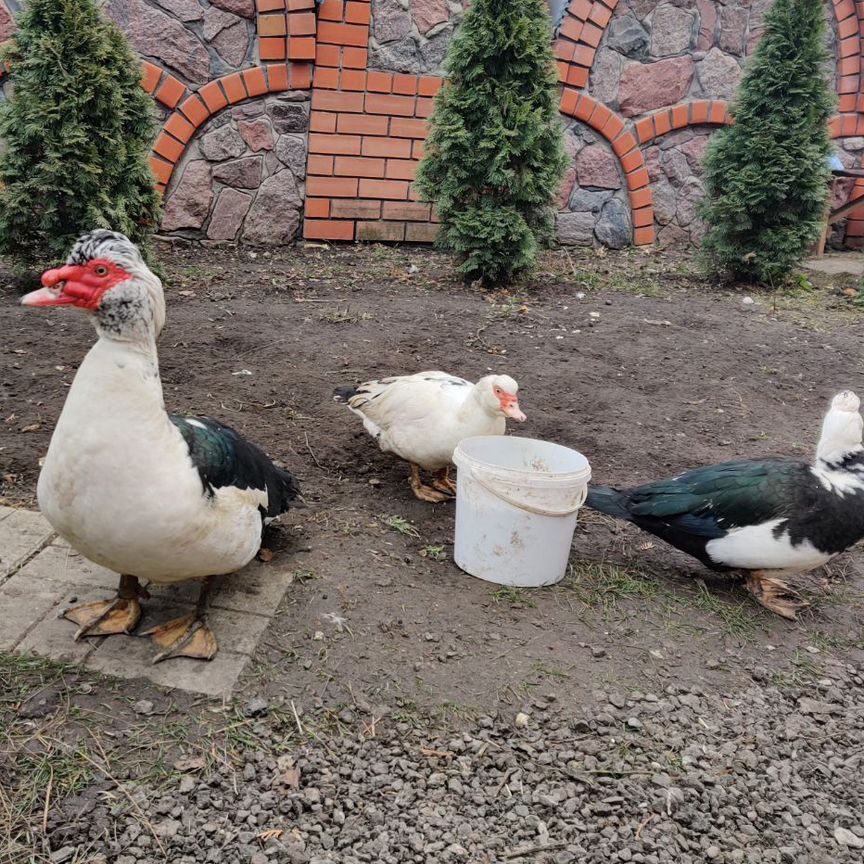 Мускусные утки / индоутки