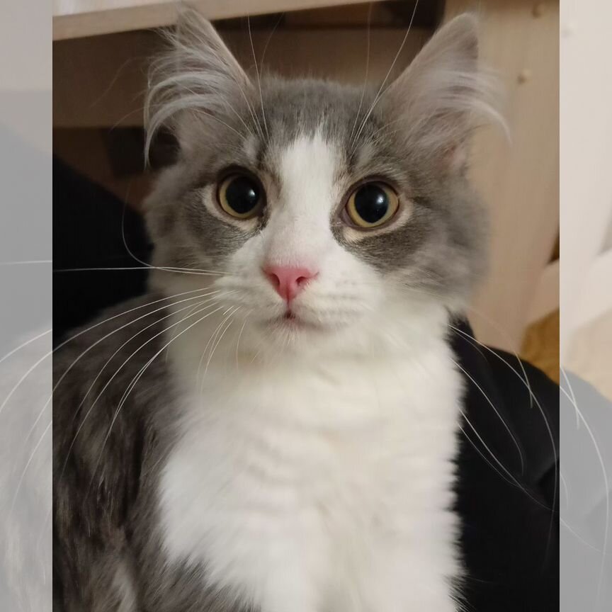 Котик на передержку