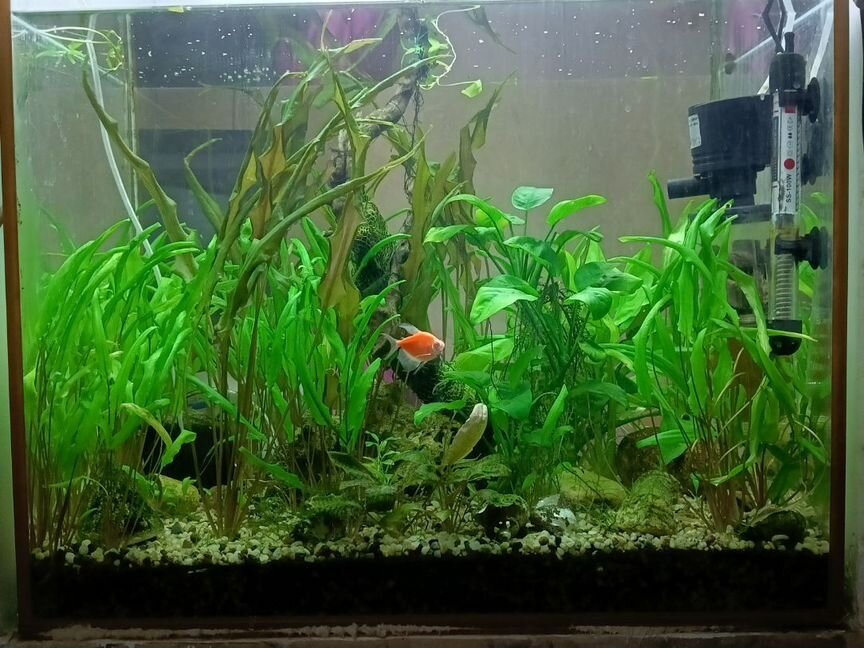 Аквариумные рыбки, очиститель воды, компрессор