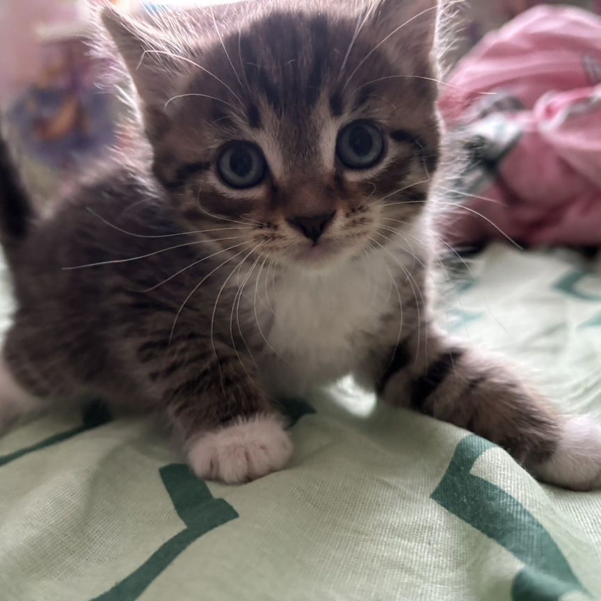 Домашние котята