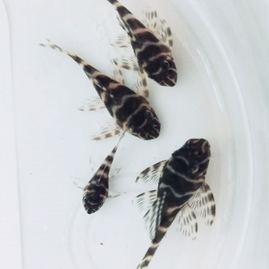 Сом гипанциструс L-340