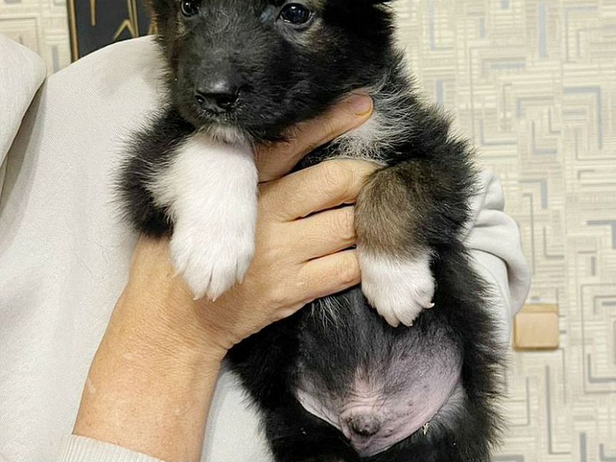 Щенок в добрые руки бесплатно