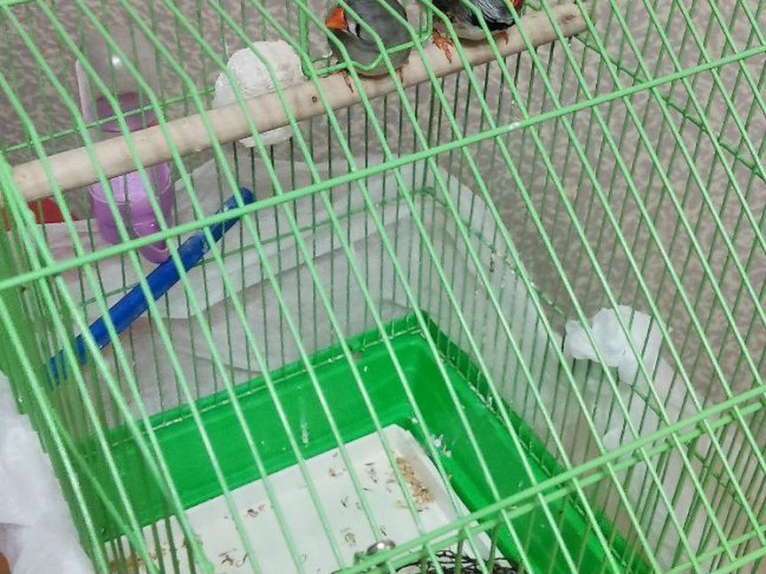 Птицы амадины