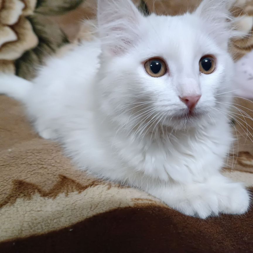 Кошки в добрые руки бесплатно