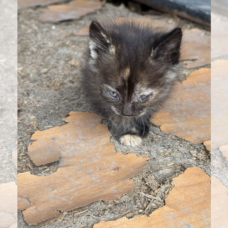 Котёнок в добрые руки