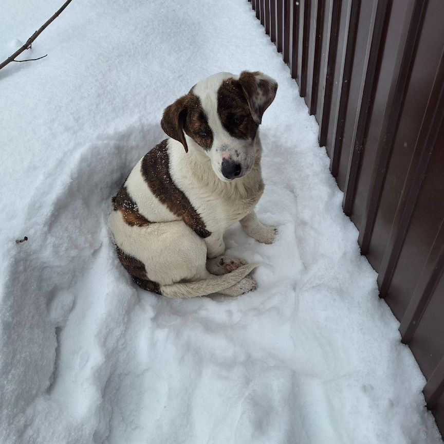 Щенок в добрые руки