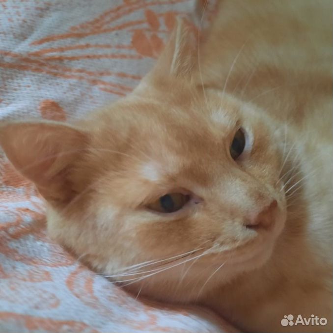 Котик Рыжик ждет любящее сердце