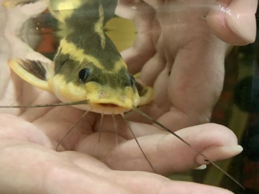 Сомик Платидорас