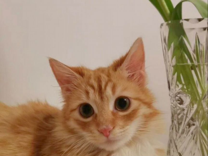 Рыжий пушистый котенок девочка