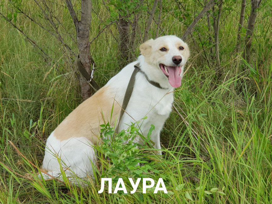 Собака в добрые руки