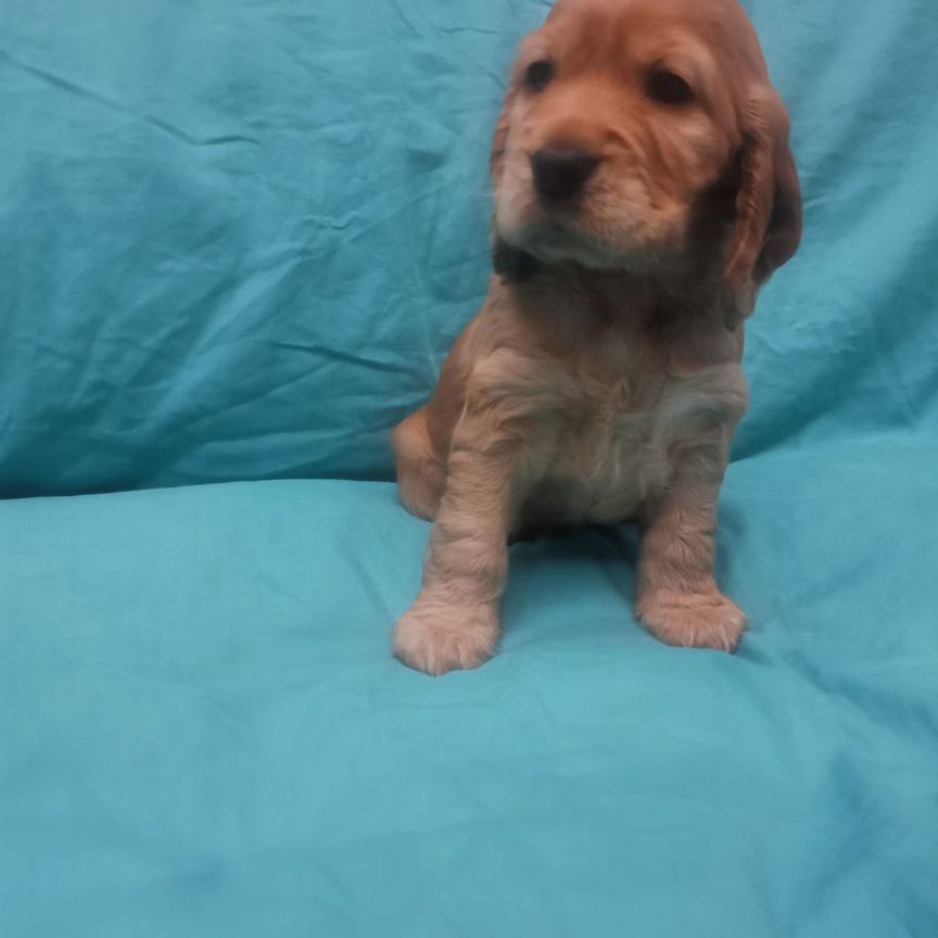 Английский кокер-спаниель