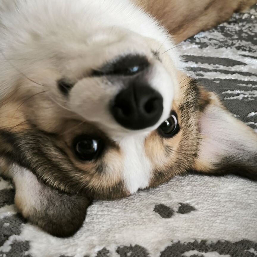 Корги мальчик 9 месяцев