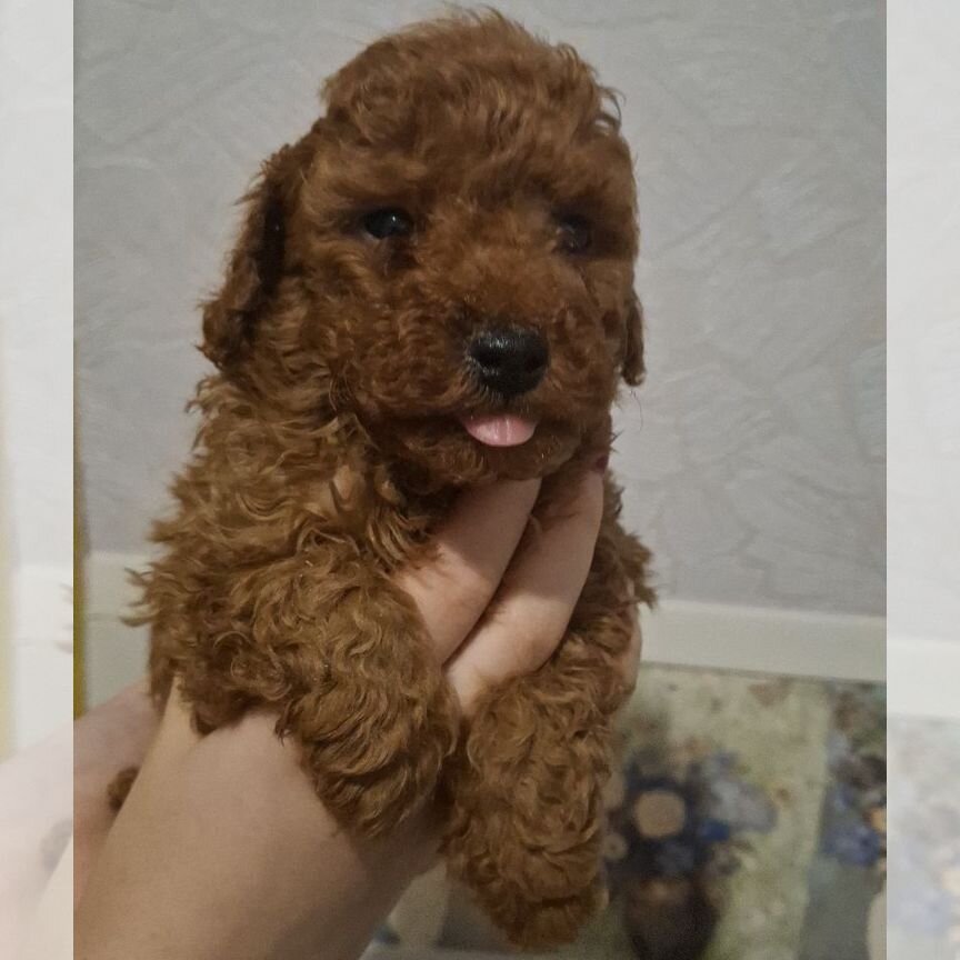 Пудель, щенок