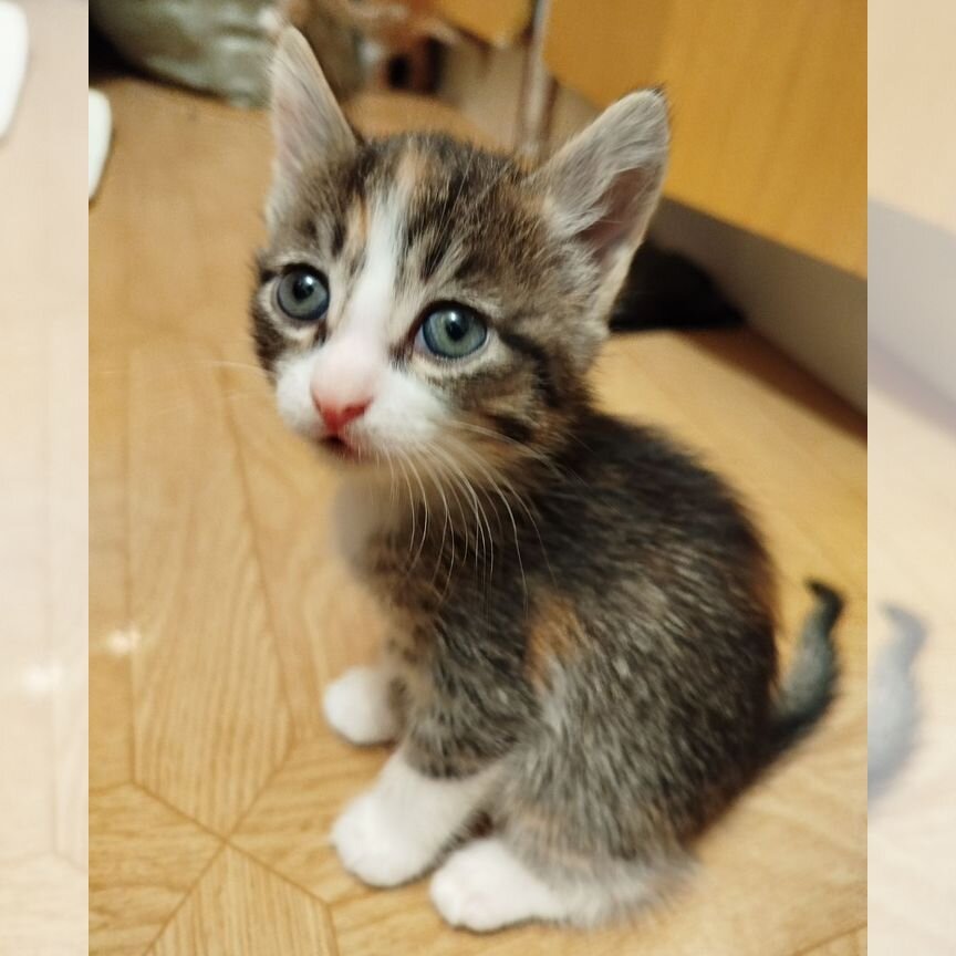 Котёнок в добрые руки