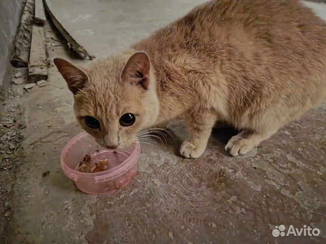 Котик Левушка