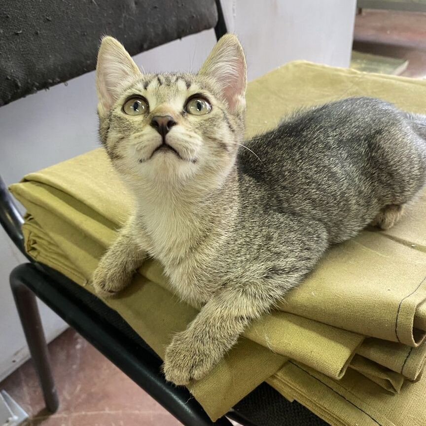 Кошечка 2,5 месяца