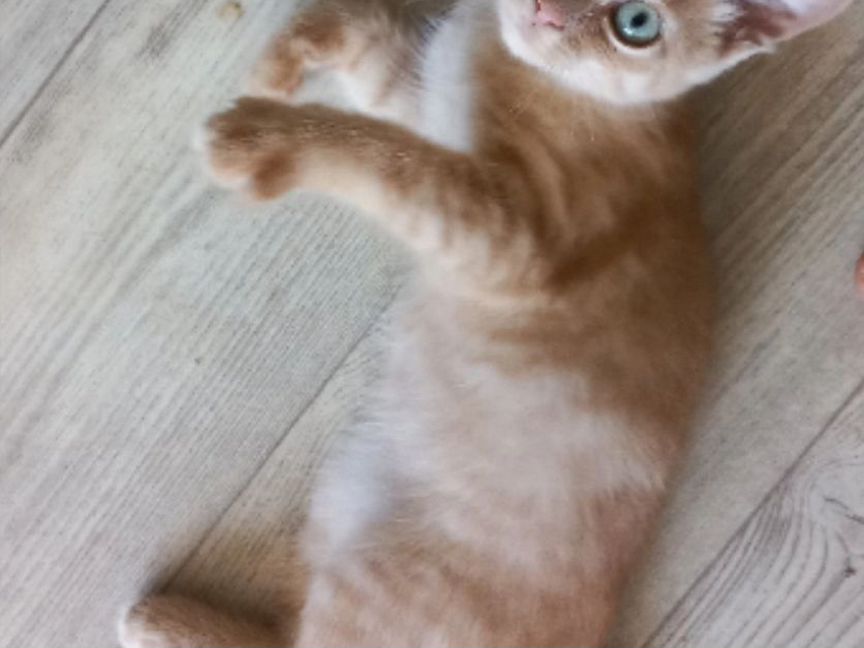 Котёнок