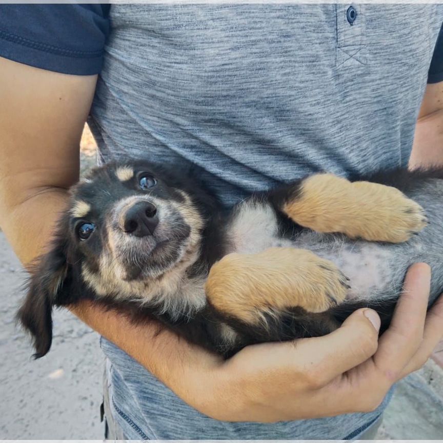 Щенок в добрые руки бесплатно