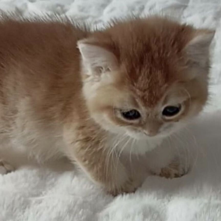 Шотландский прямоухий короткошёрстный котёнок