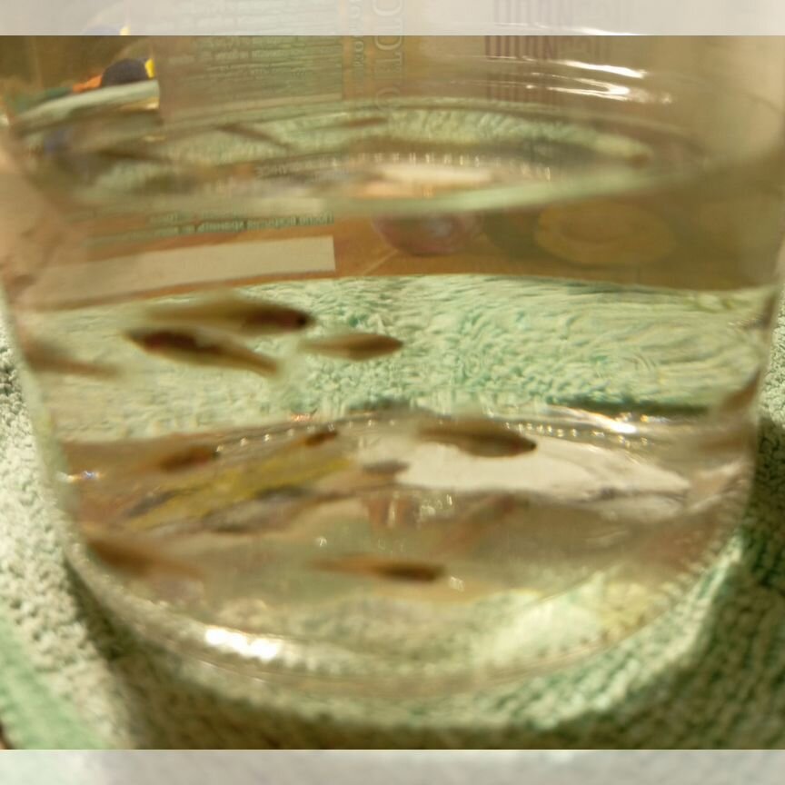 Меченосцы зелёные малыши