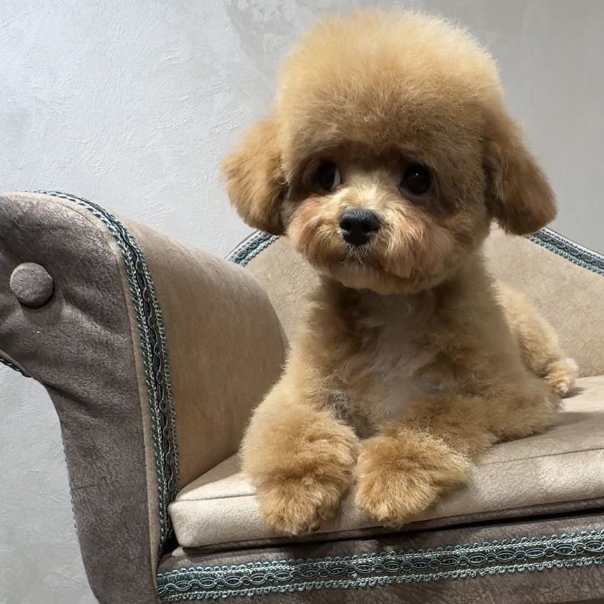 Мальтипу, щенок