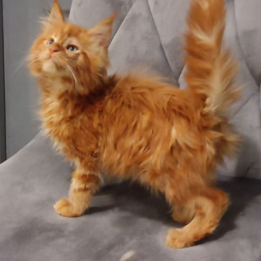 Мейнкуны котёнок мальчик